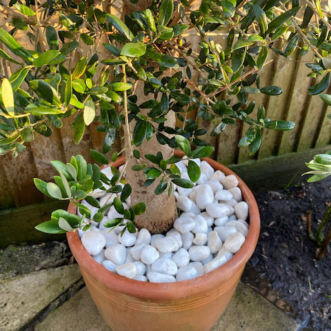 White Stone Landscape Ideas for Your Garden | Decorative Aggregates