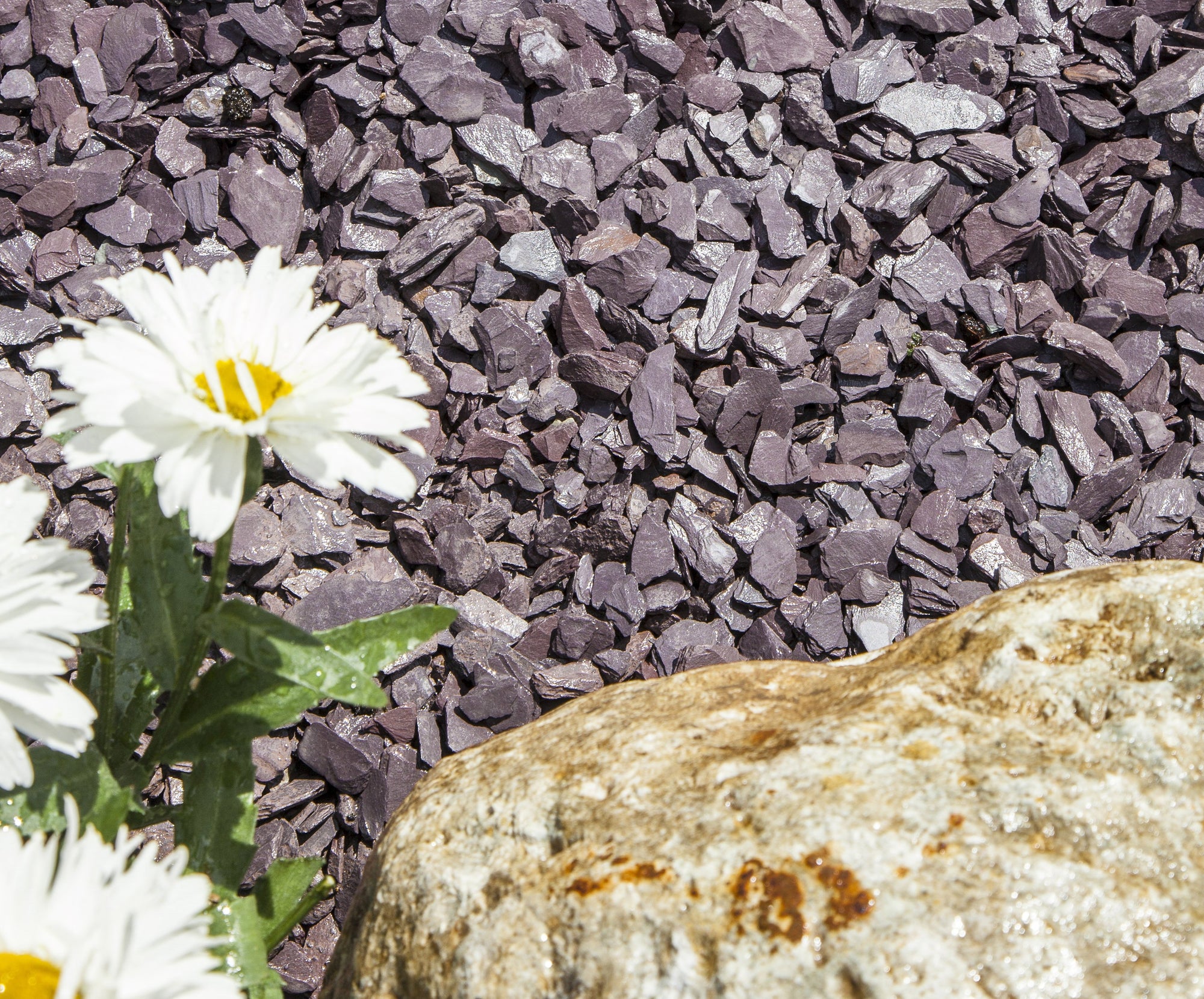 Plum Slate Chippings 20mm | Decorative Aggregates
